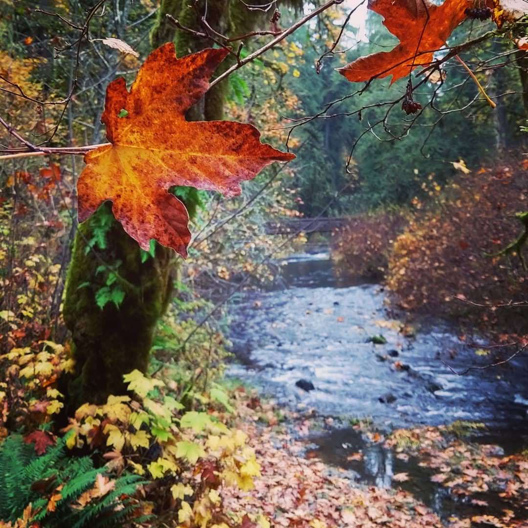 Top Fall Hikes in Oregon for the Curious - Trail Scholar