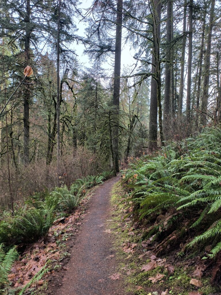 Homage to the Pacific Yew - Trail Scholar